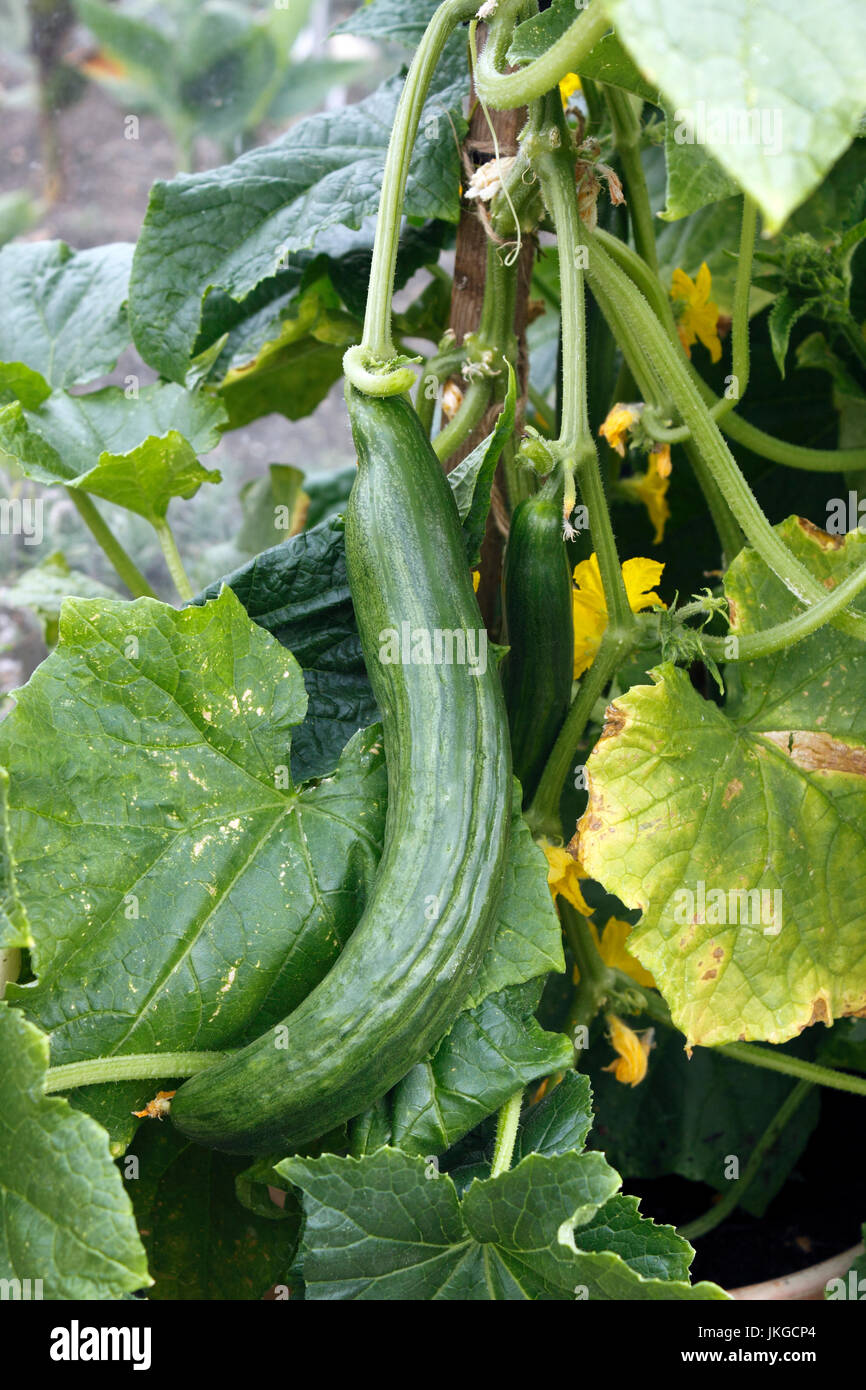 CUCUMBER. TELEGRAPH IMPROVED. CUCUMIS SATIVUS Stock Photo - Alamy