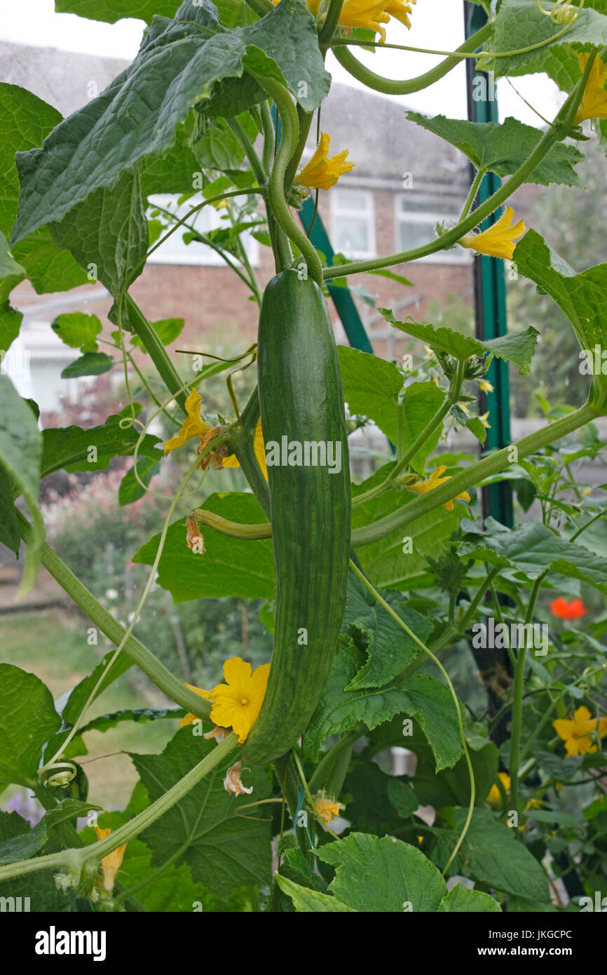 CUCUMBER. TELEGRAPH IMPROVED. CUCUMIS SATIVUS Stock Photo - Alamy