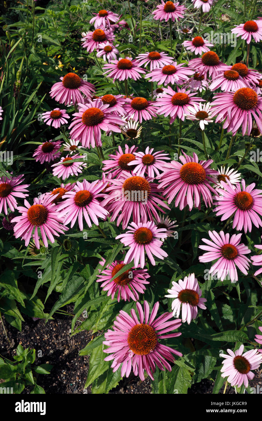 Tall cone flowers hi-res stock photography and images - Alamy