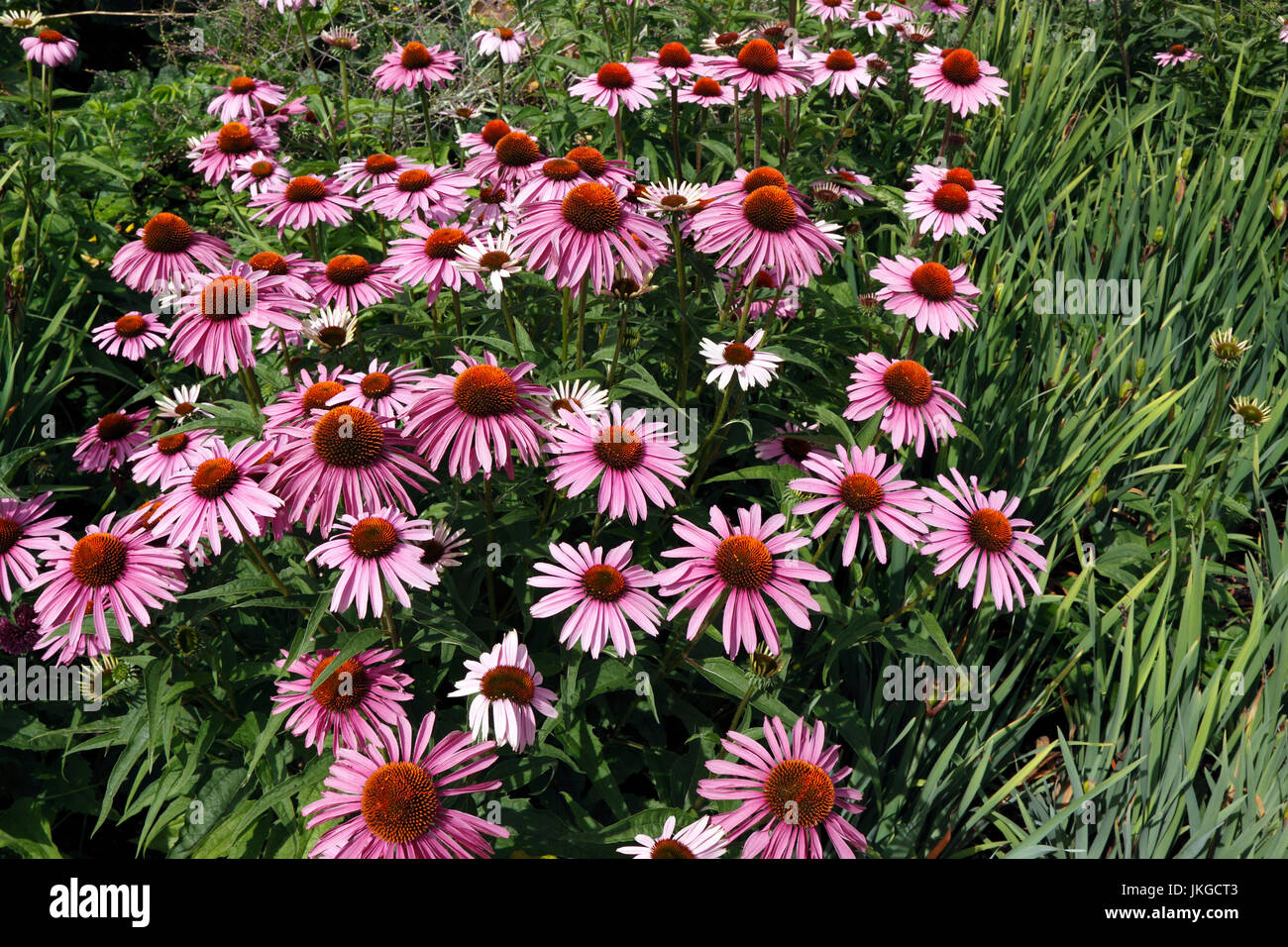 Tall cone flower hi-res stock photography and images - Alamy
