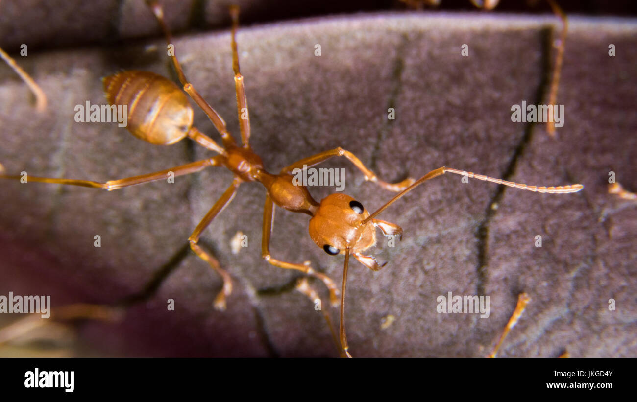 Fire ant sting hi-res stock photography and images - Alamy