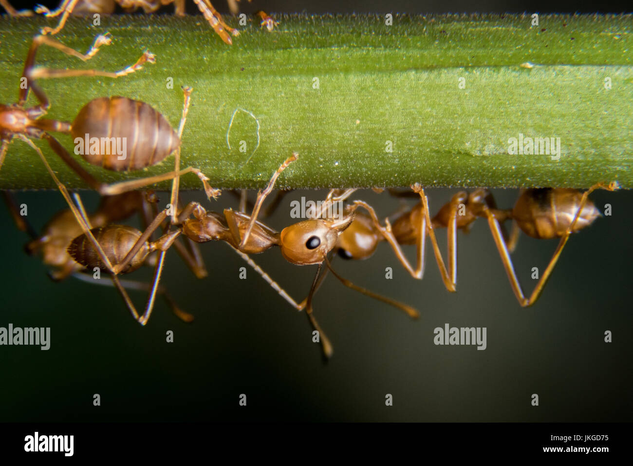 Red imported fire ant hi-res stock photography and images - Alamy