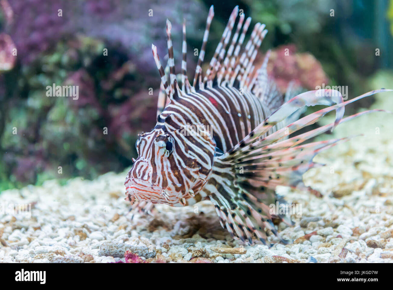 beautiful lionfish (Pterois miles) portrait Stock Photo - Alamy