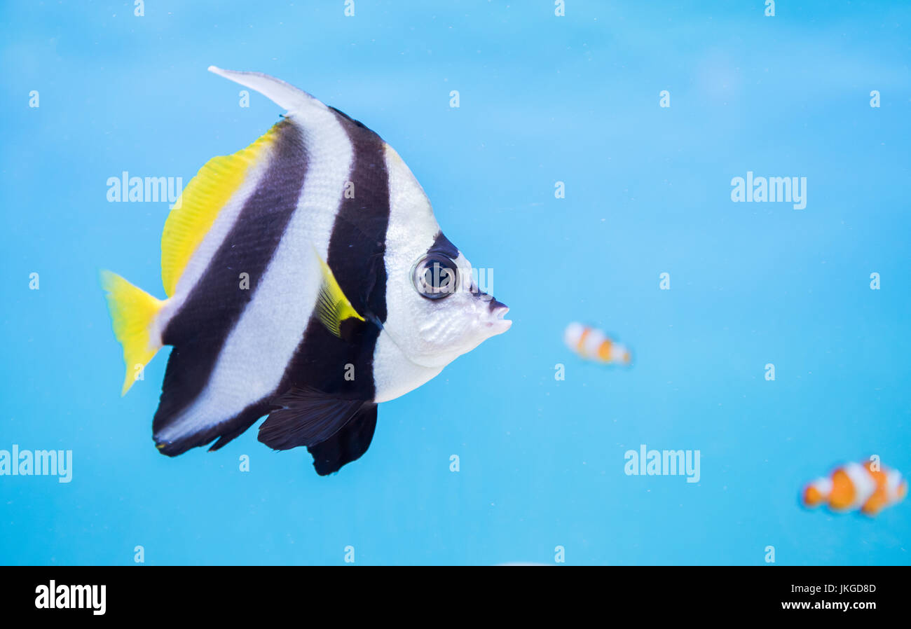 black and white color butterfly fish on blue background Stock Photo - Alamy