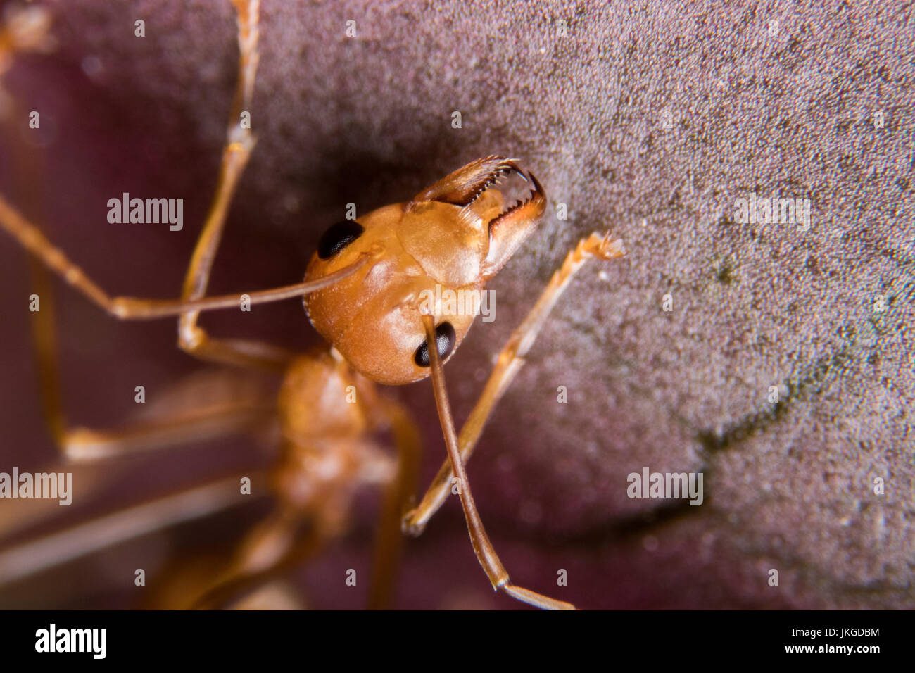 Ant front view hi-res stock photography and images - Alamy