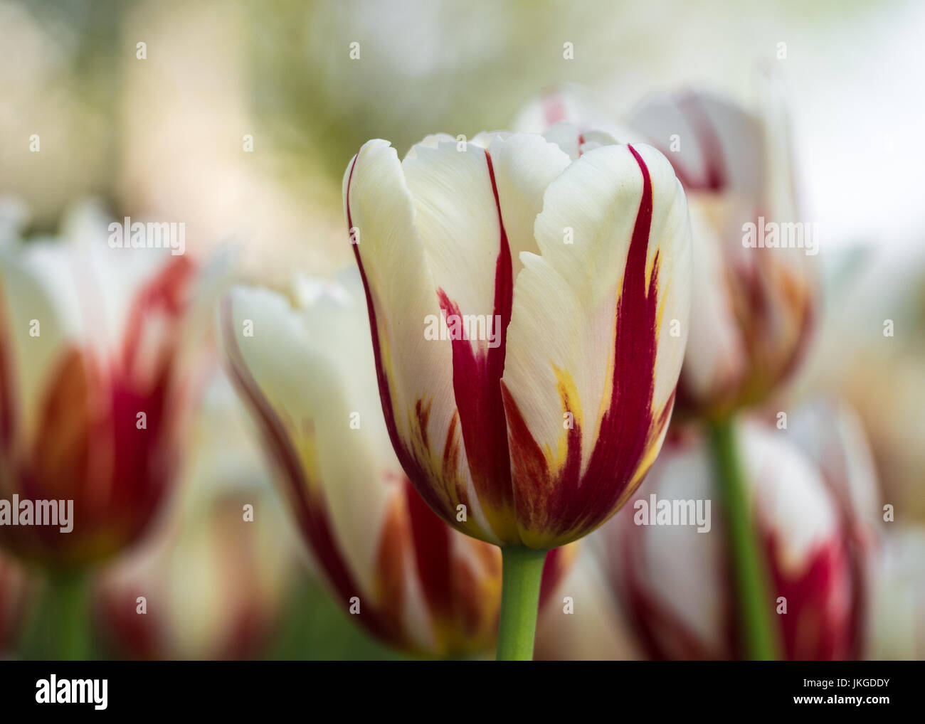 The "Maple Leaf" tulips in the Ottawa Tulip Festival Stock Photo - Alamy