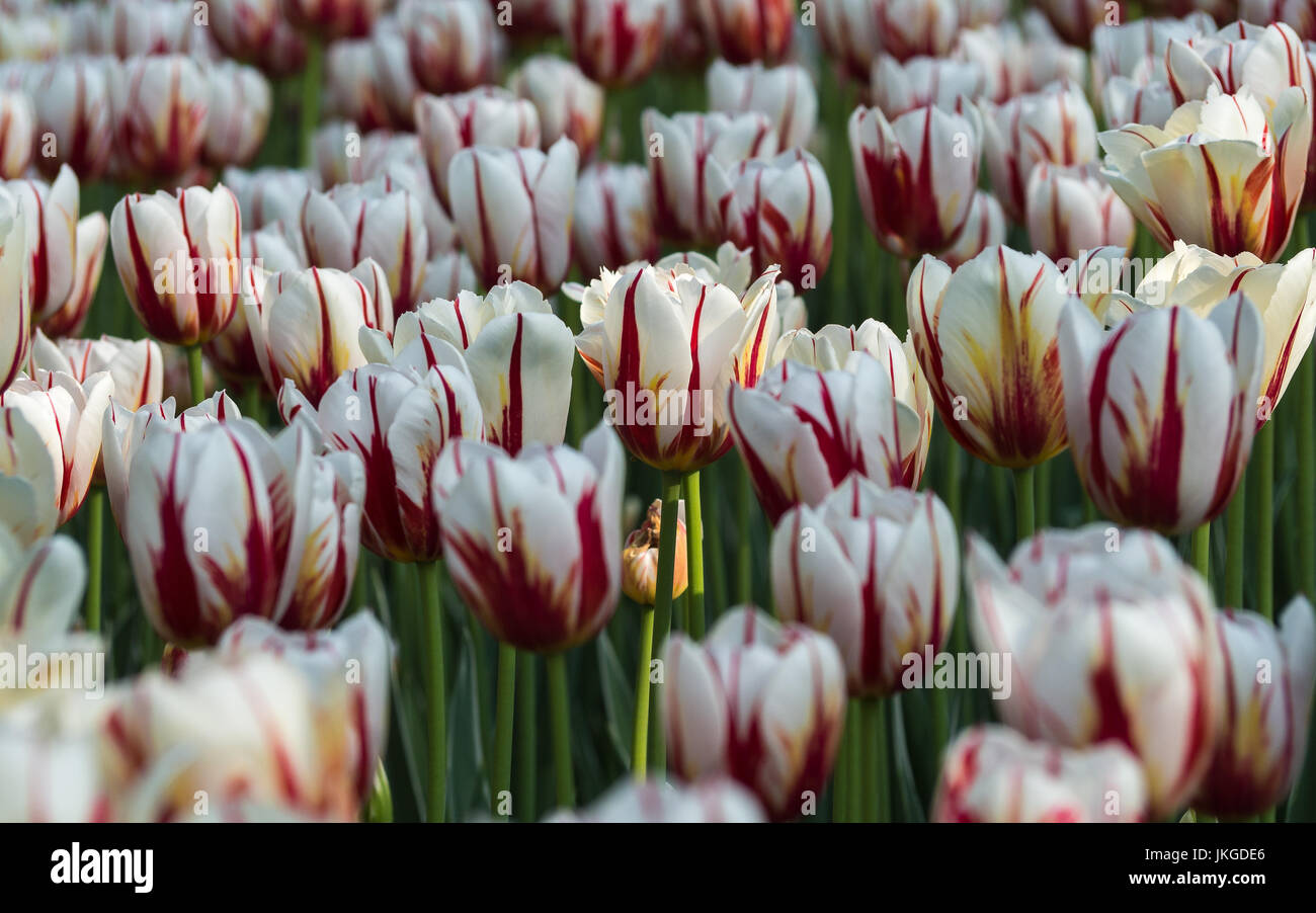 New "Maple Leaf" tulips the garden in the Ottawa Tulip Festival, Canada ...