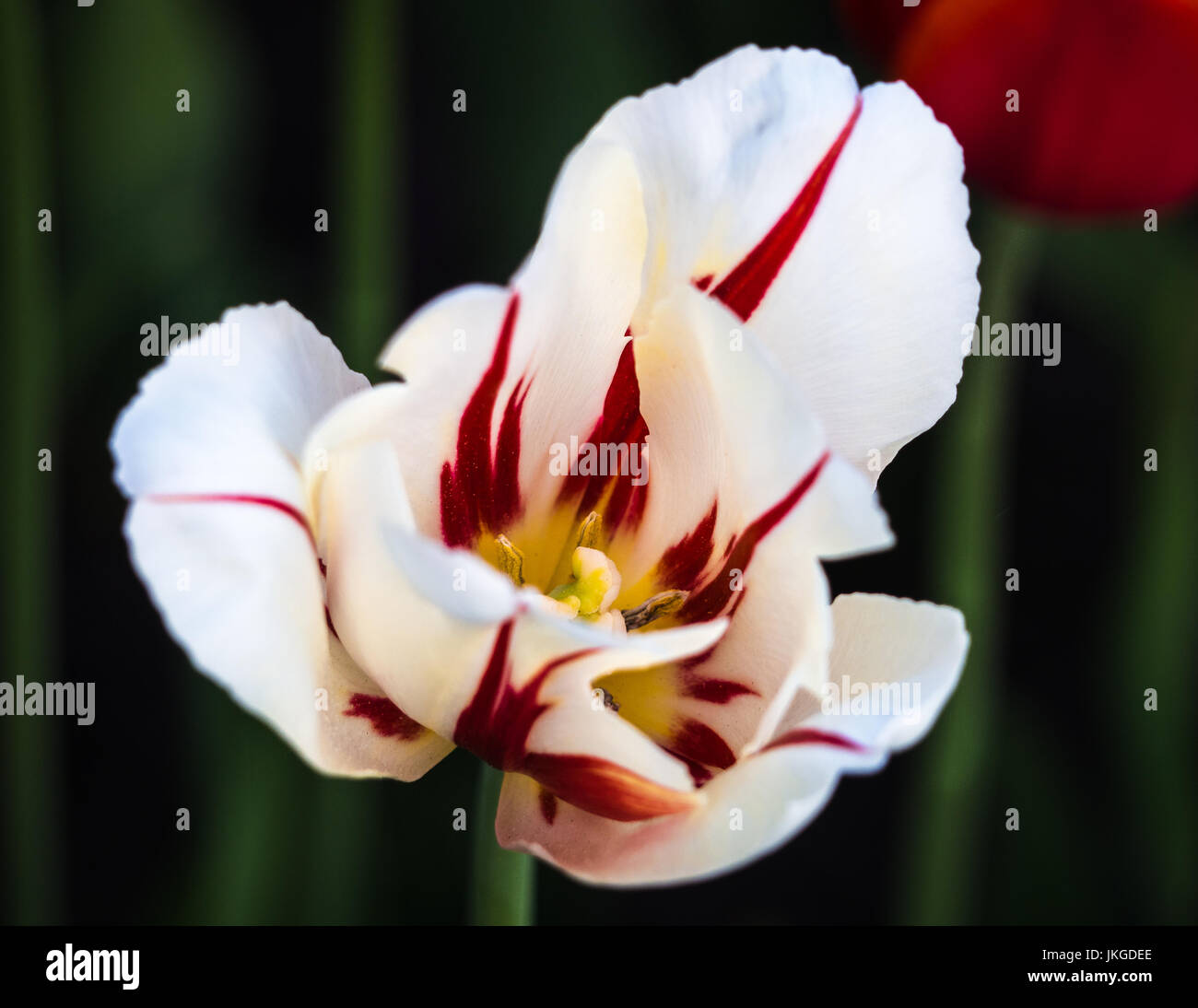 "Maple Leaf" tulip flower in the Ottawa Tulip Festival, Canada Stock ...