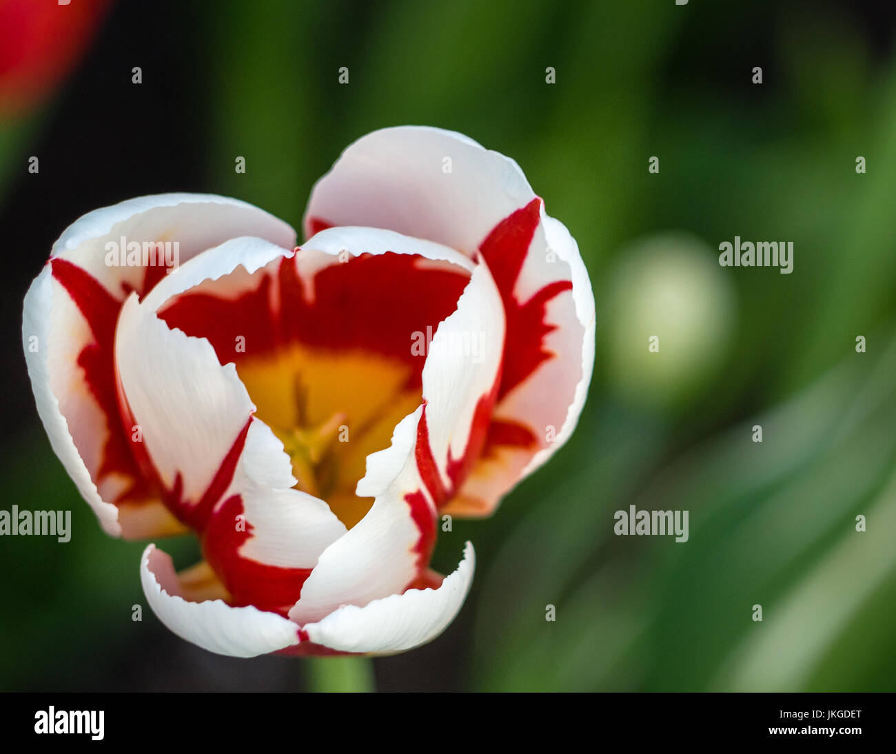 Close up of a new "Maple Leaf" tulip flower in the Ottawa Tulip ...