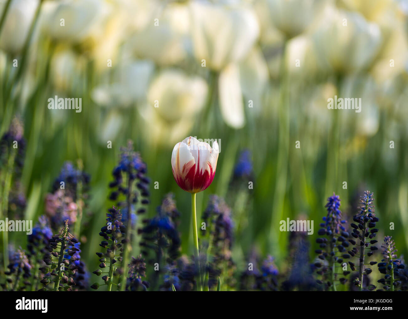Beautiful tulip flowers in the garden, Ottawa Tulip Festival, Canada ...