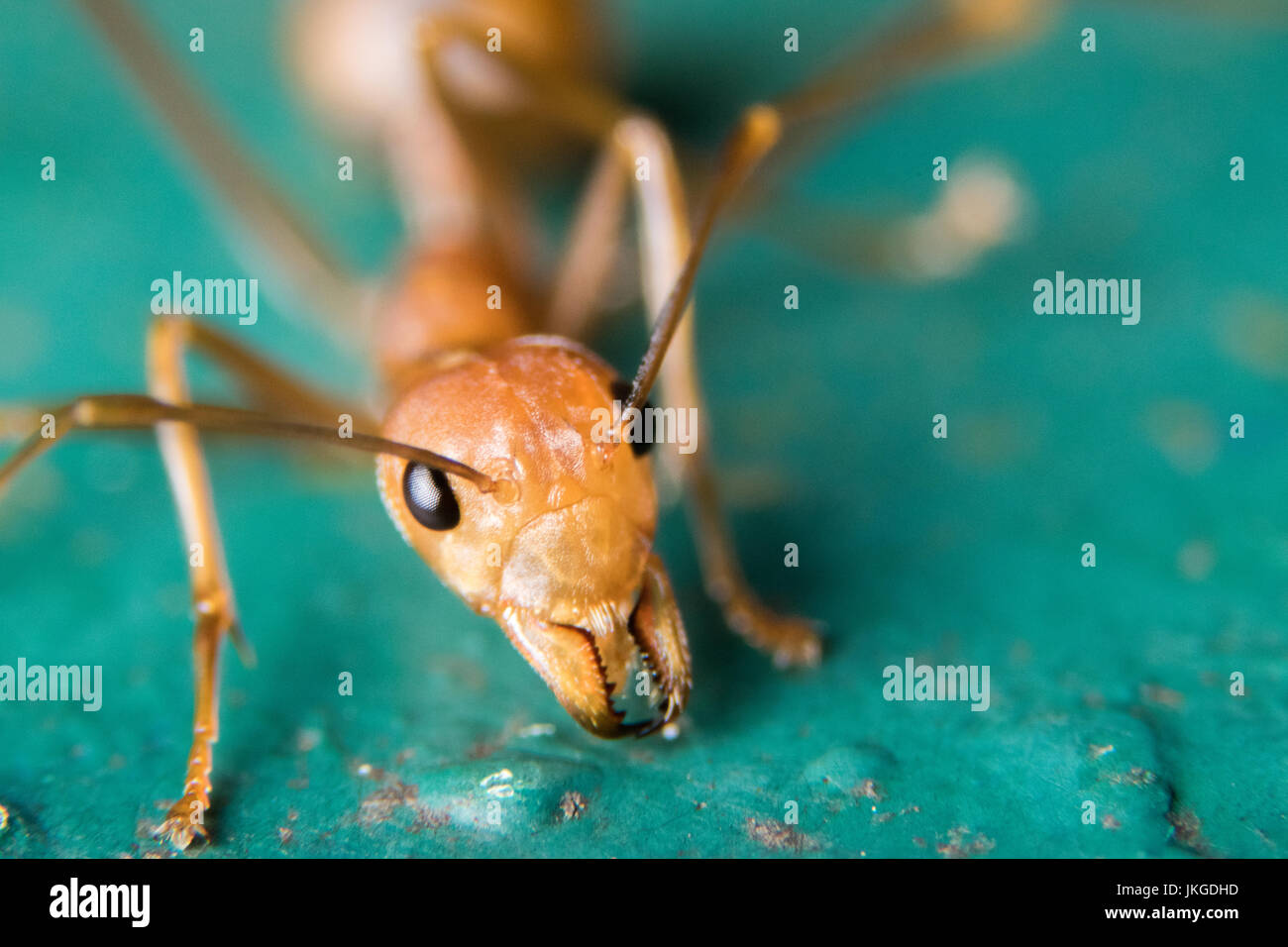 Red imported fire ant hi-res stock photography and images - Alamy