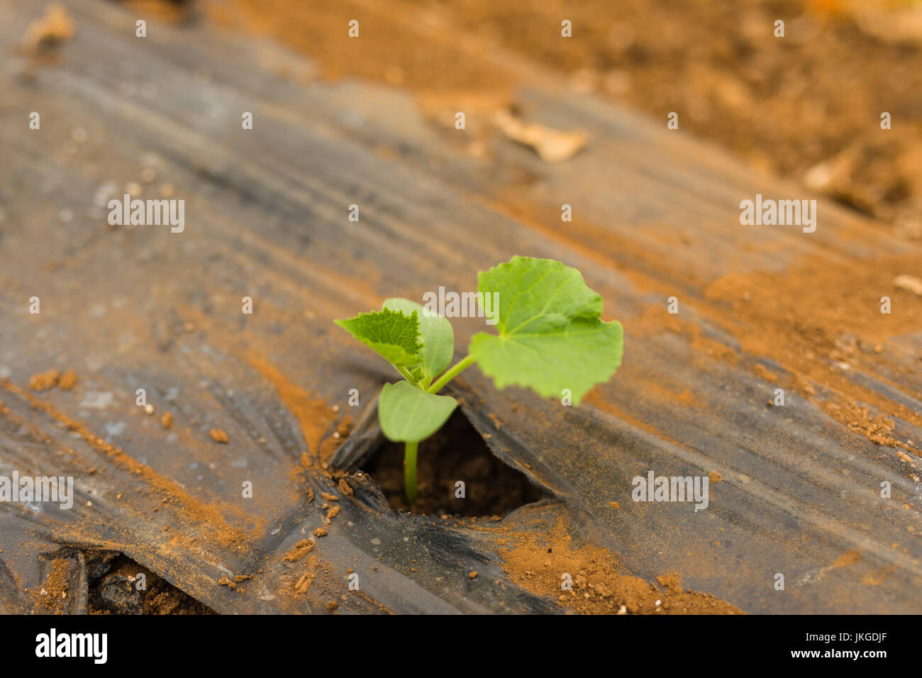Farmer plants germinating seed hi-res stock photography and images - Alamy
