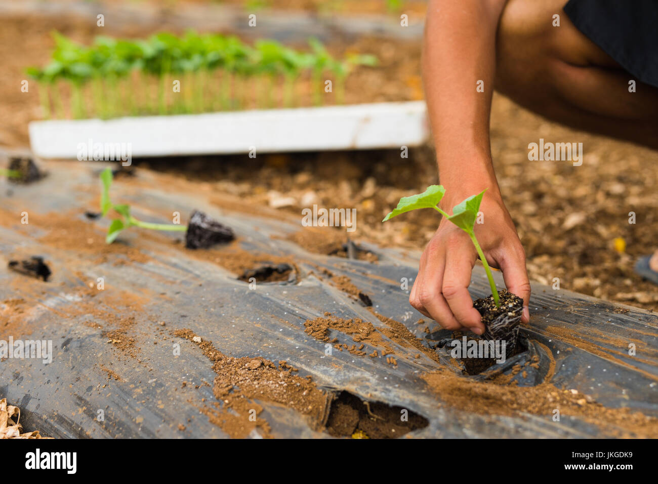 Planting a cucumber seedling. Agriculture in green house Stock Photo ...