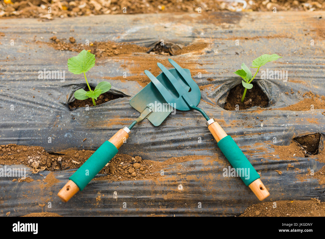 Cultivation of new dill plants. Agriculture in green house Stock Photo ...
