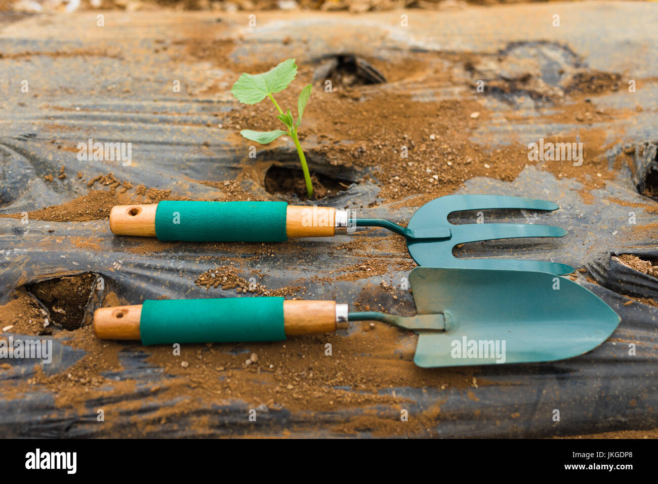 Cultivation of new dill plants. Agriculture in green house Stock Photo ...
