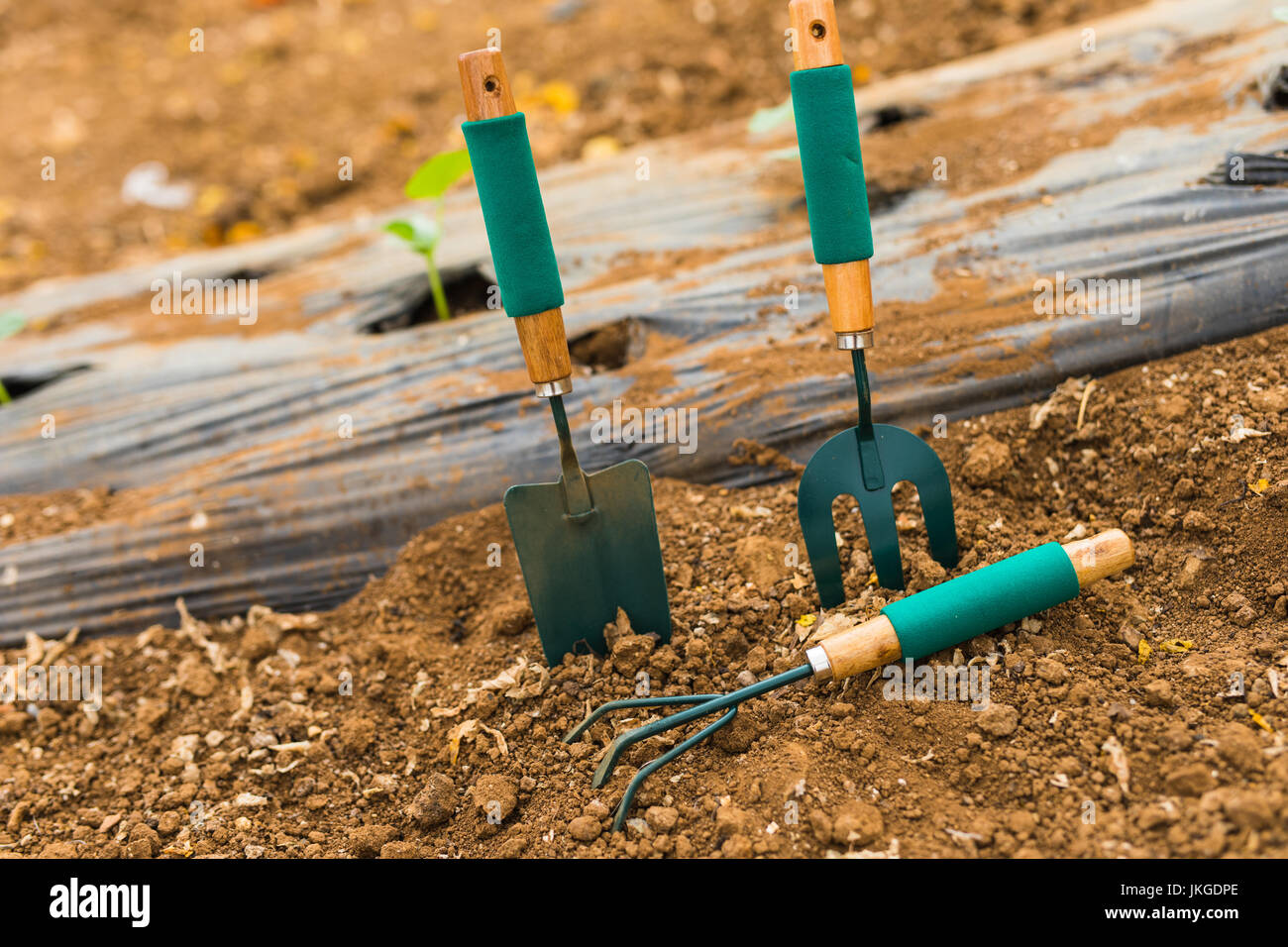 Transplant of a tree and garden tools on a white background concept for ...