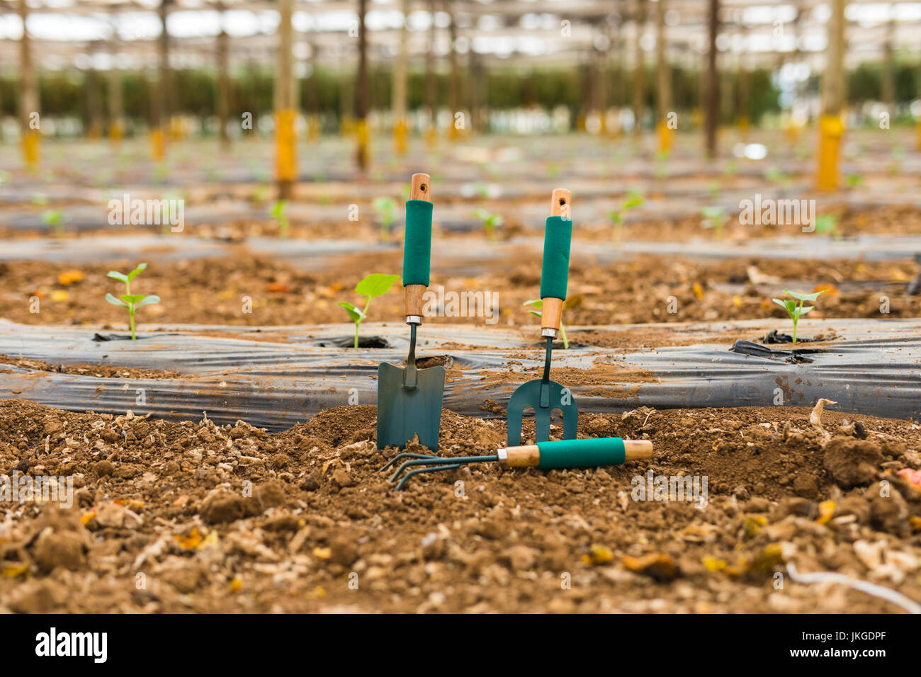 Transplant of a tree and garden tools on a white background concept for ...