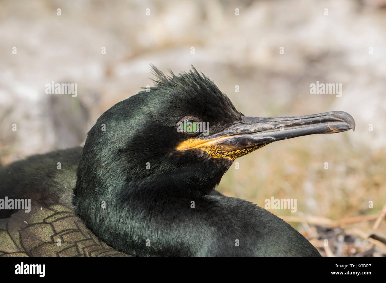 Shag perched on nest Stock Photo - Alamy