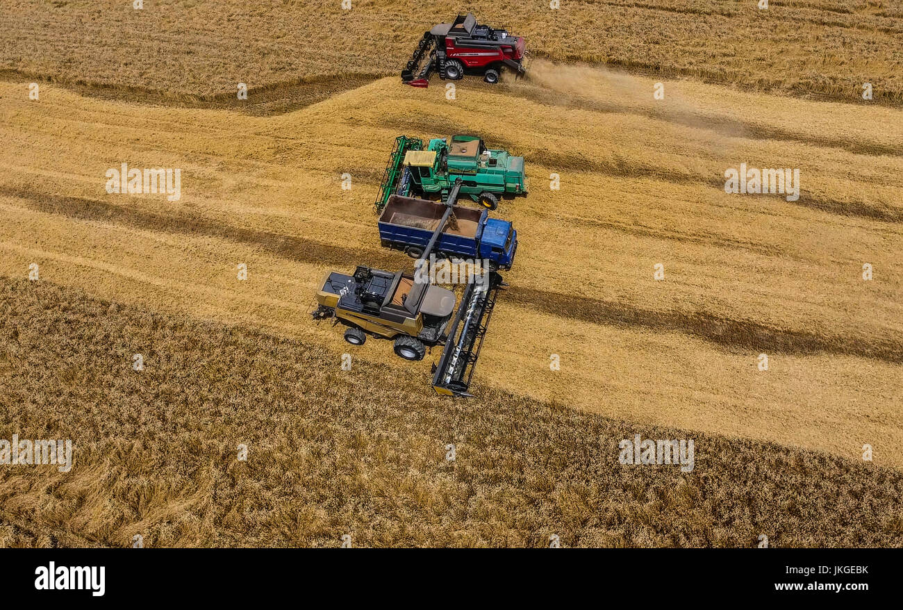 Harvesting wheat harvester. Agricultural machines harvest grain on the ...