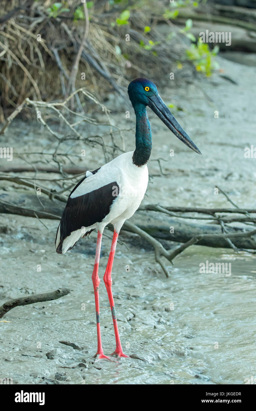Black-necked Stork, Ephippiorhynchus asiaticus at Karumba, Queensland ...