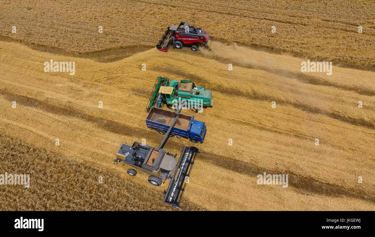 Harvesting wheat harvester. Agricultural machines harvest grain on the ...