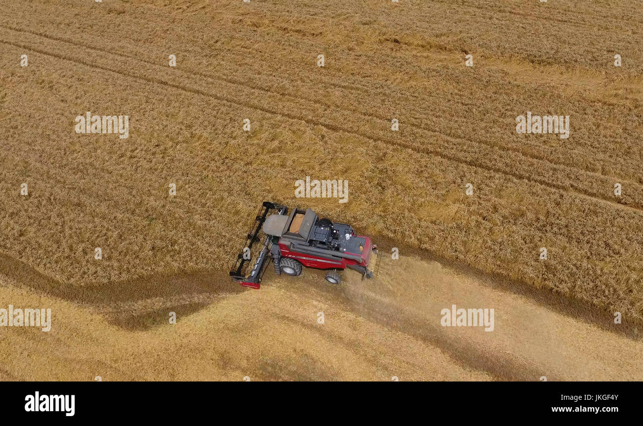 Harvesting wheat harvester. Agricultural machines harvest grain on the ...