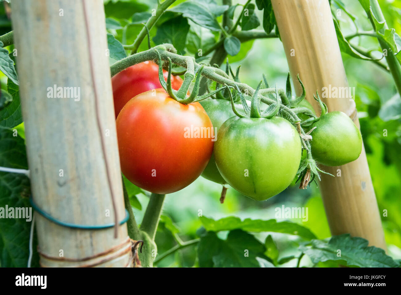 plant of tomato with red and green fruits,cultivated in the garden ...