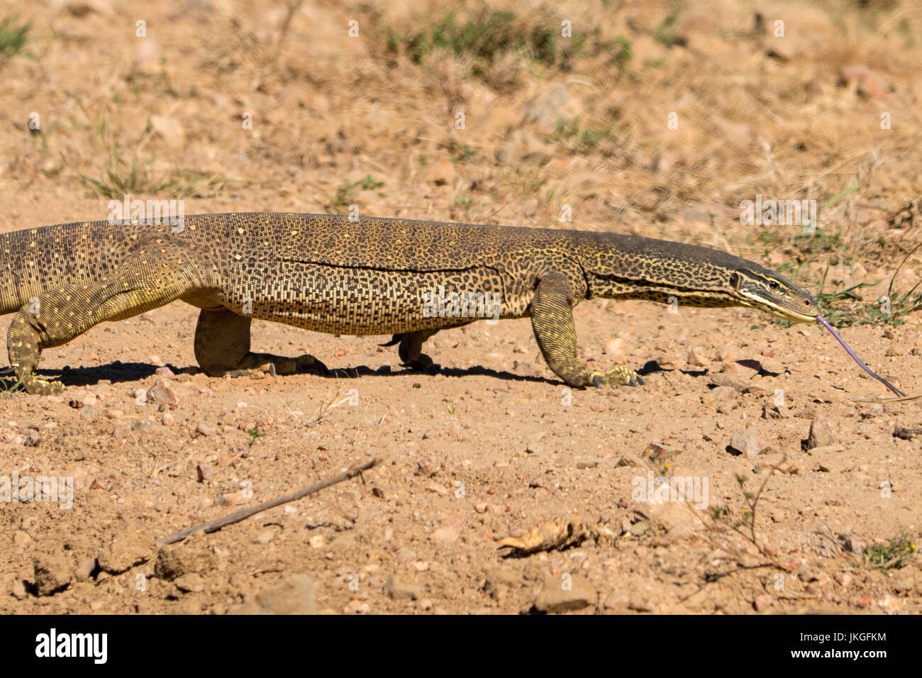 Gould's Sand Monitor, Varanus gouldii at Cobbold Gorge Stock Photo - Alamy