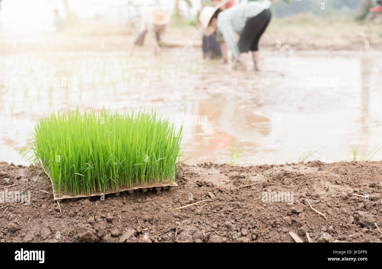 seedlings rice for transplanting paddy field in Thailand Stock Photo ...
