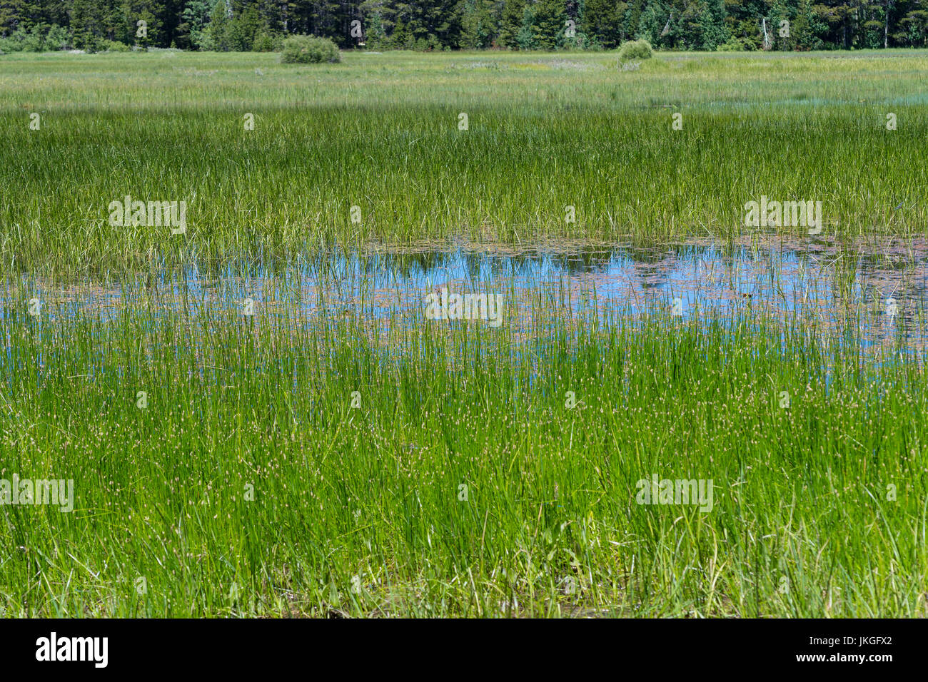 Little marsh hi-res stock photography and images - Alamy