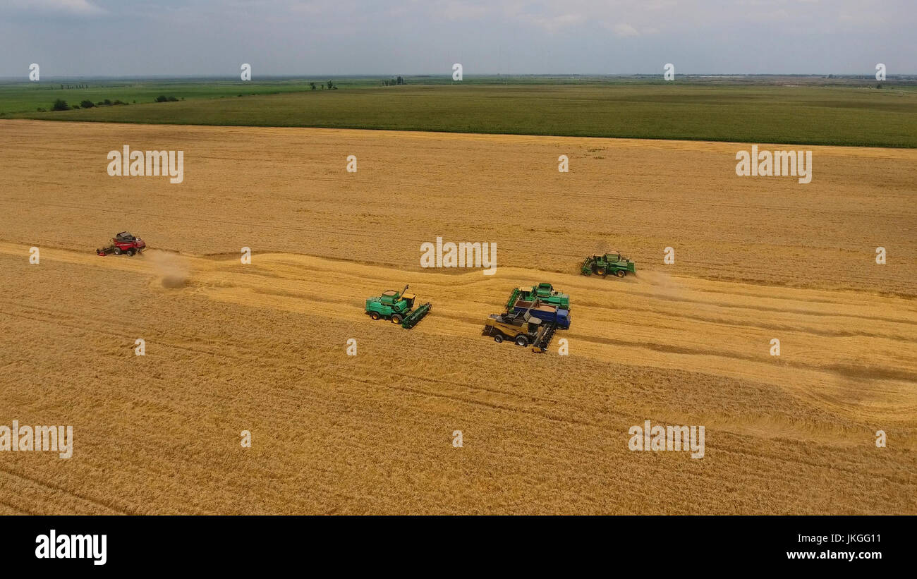 Harvesting wheat harvester. Agricultural machines harvest grain on the ...