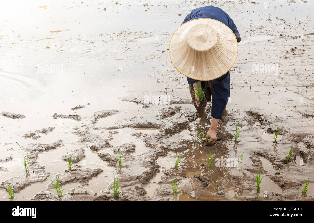 Transplanting of rice seedling hi-res stock photography and images - Alamy