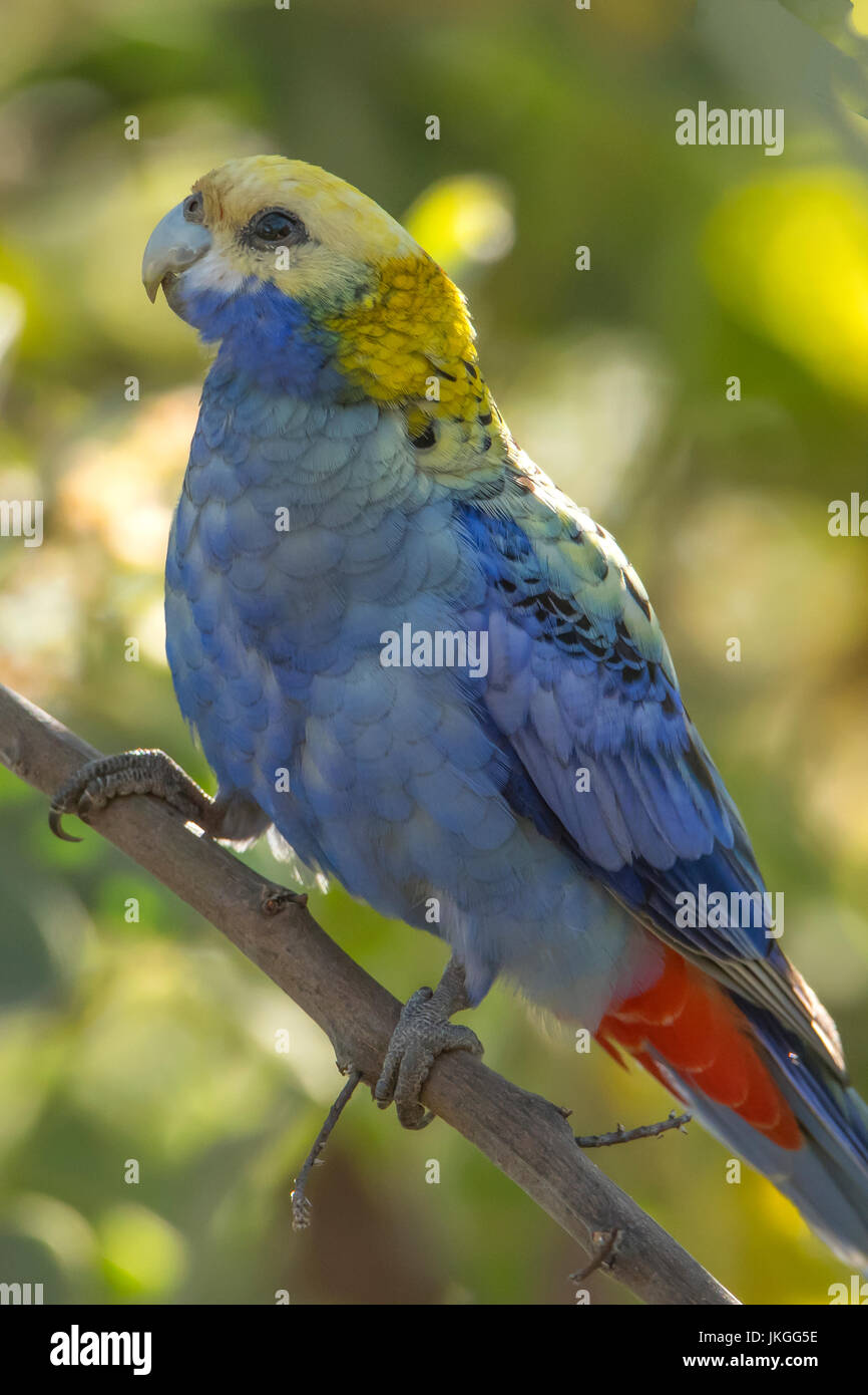 Yellow Rosella High Resolution Stock Photography and Images - Alamy