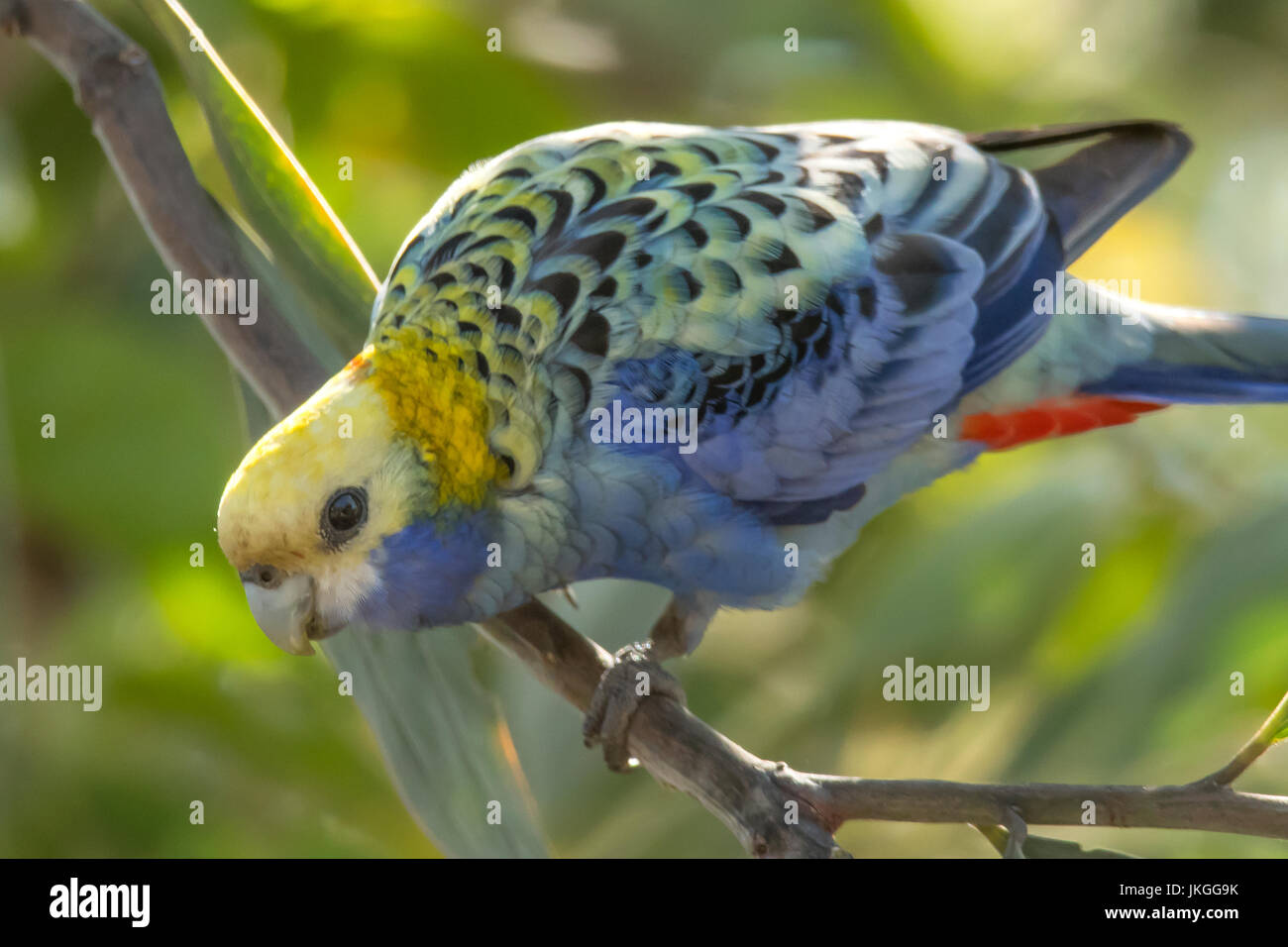 Pale-headed Rosella, Platycercus adscitus at Cobbold Gorge, Queensland ...