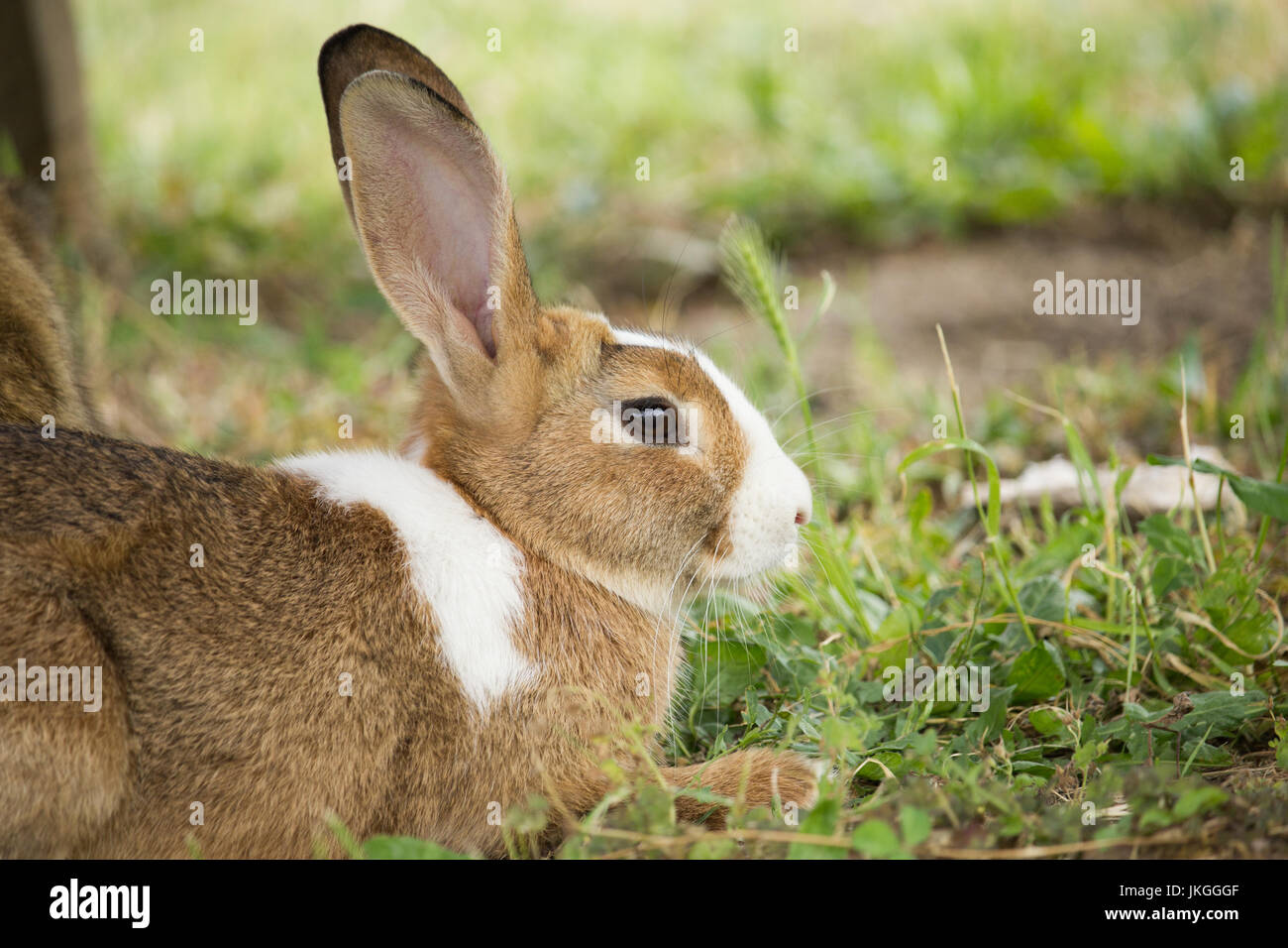 Brown bunnies hi-res stock photography and images - Alamy