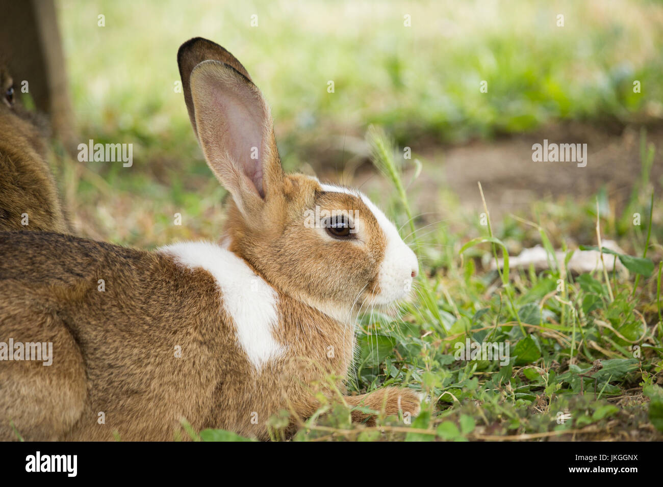 Brown bunnies hi-res stock photography and images - Alamy