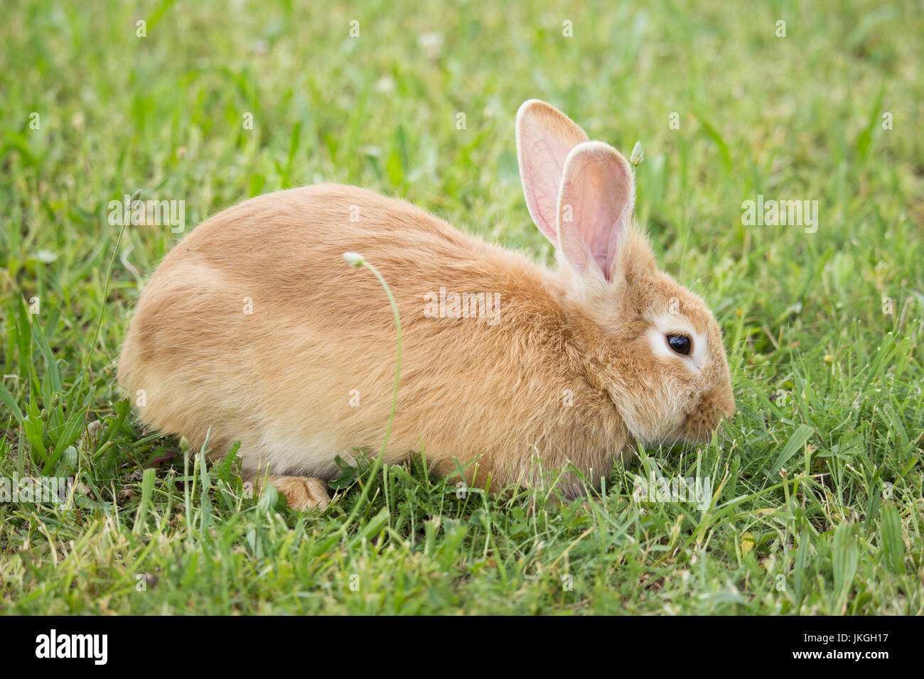Brown bunnies hi-res stock photography and images - Alamy