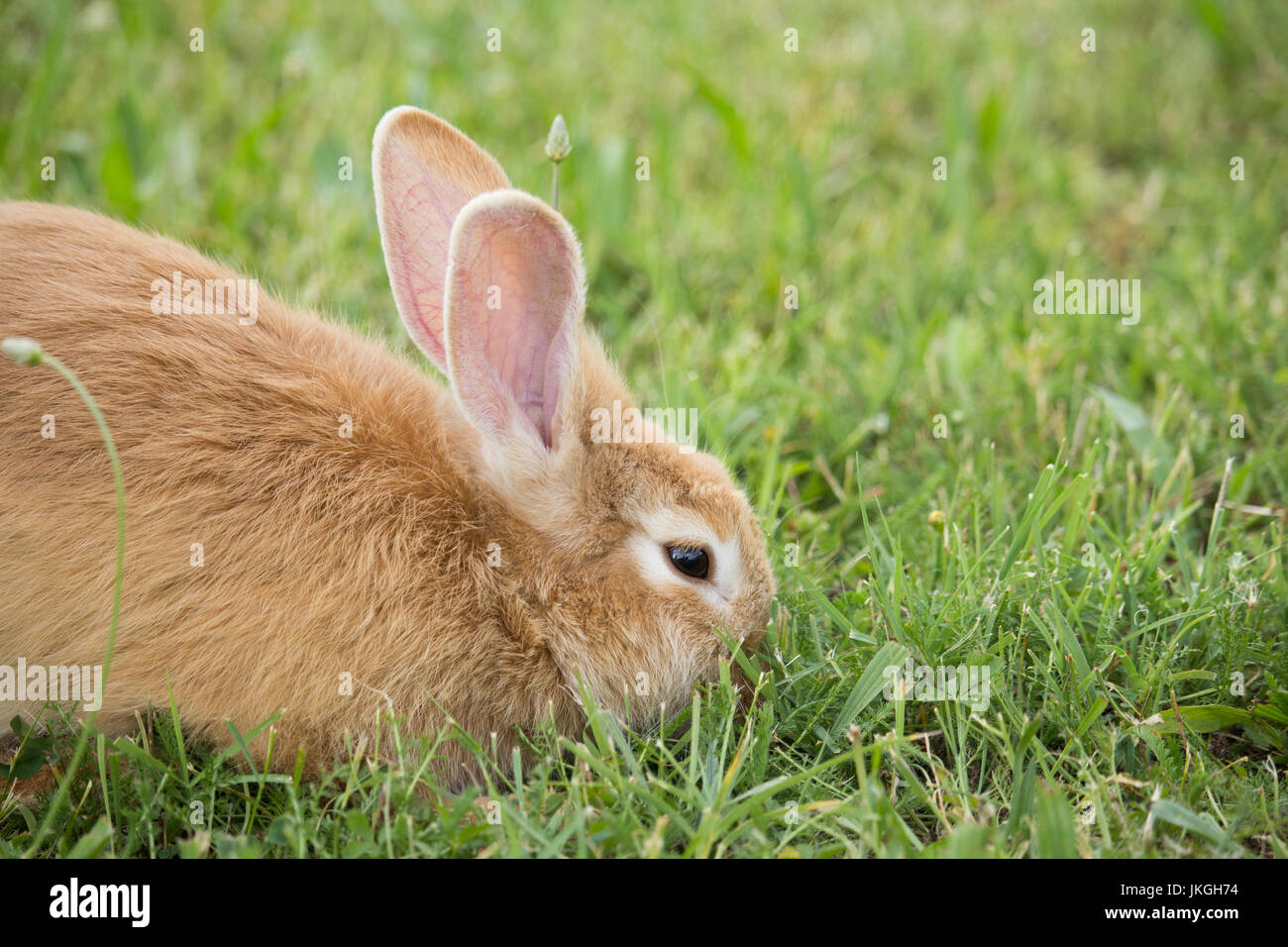 Brown bunnies hi-res stock photography and images - Alamy