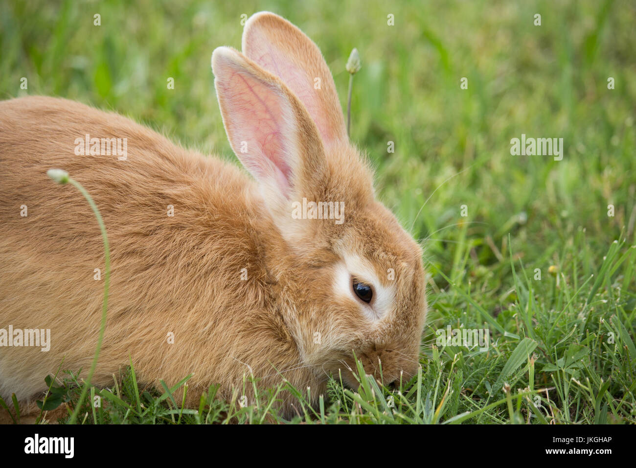 Wild brown baby rabbit hi-res stock photography and images - Alamy