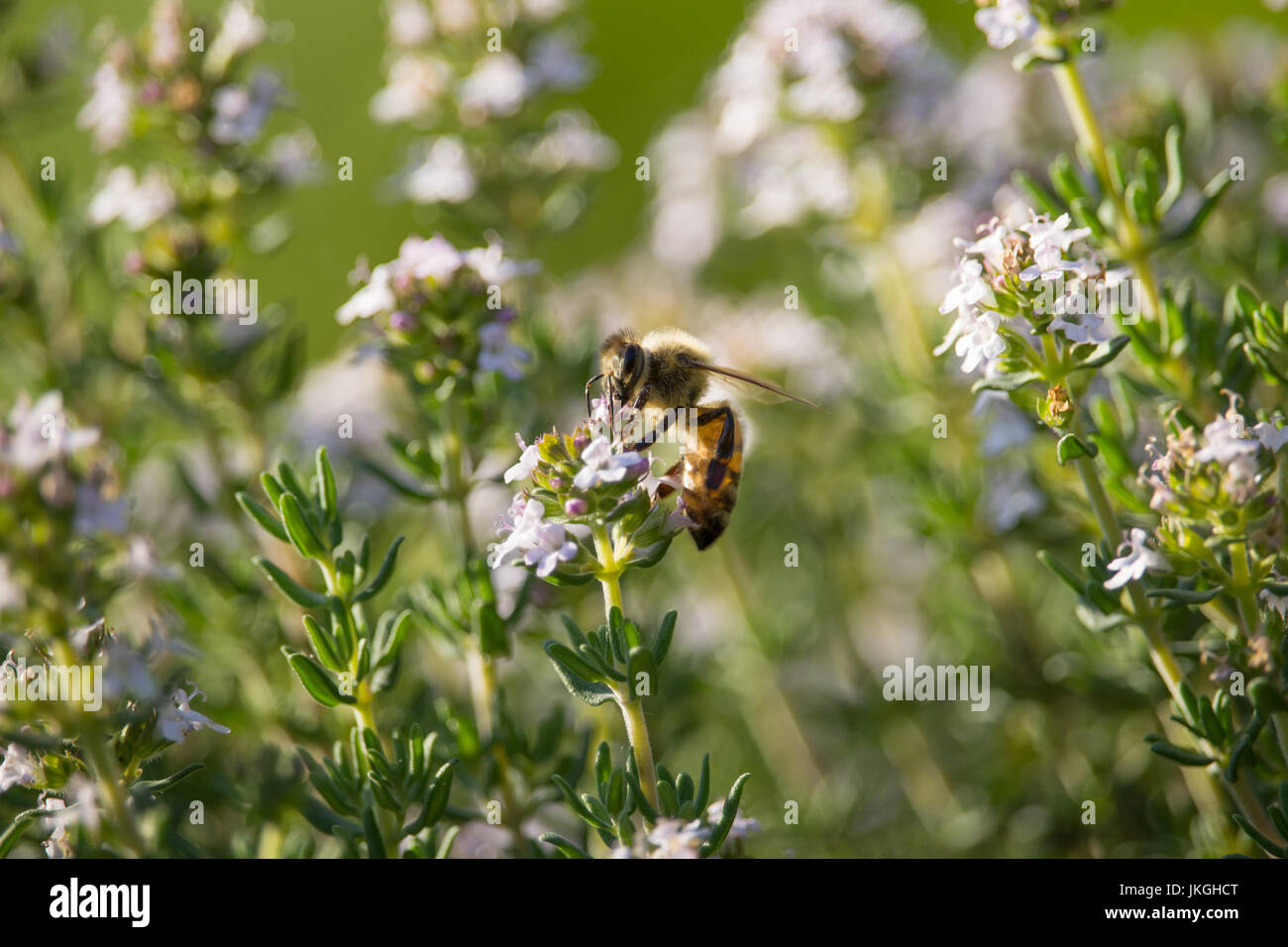 Common thyme flower hi-res stock photography and images - Alamy