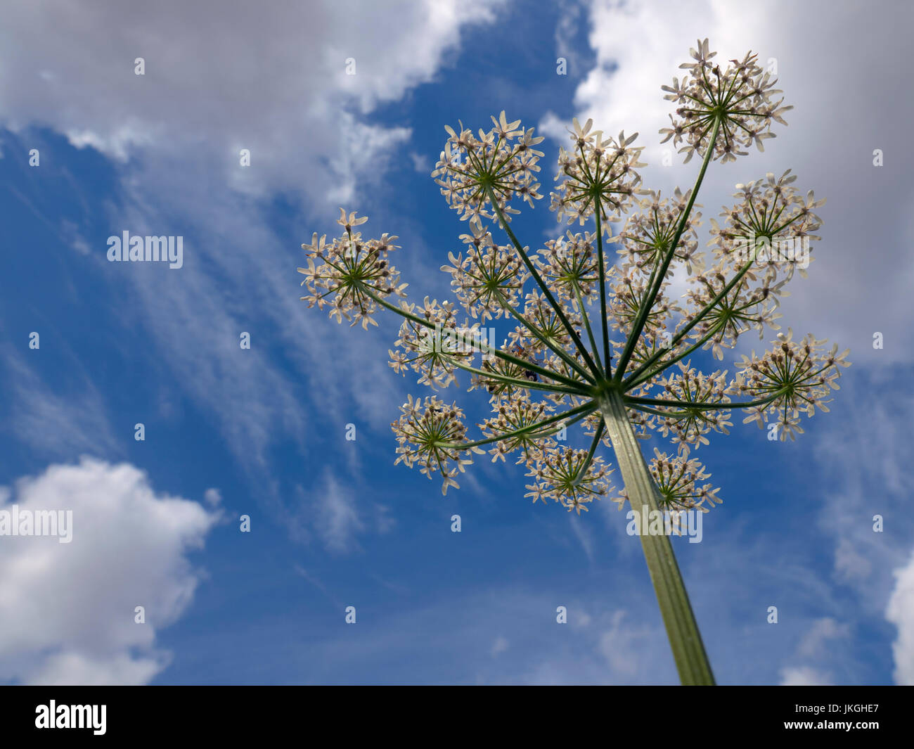 Cow parsley Anthriscus sylvestris Stock Photo - Alamy