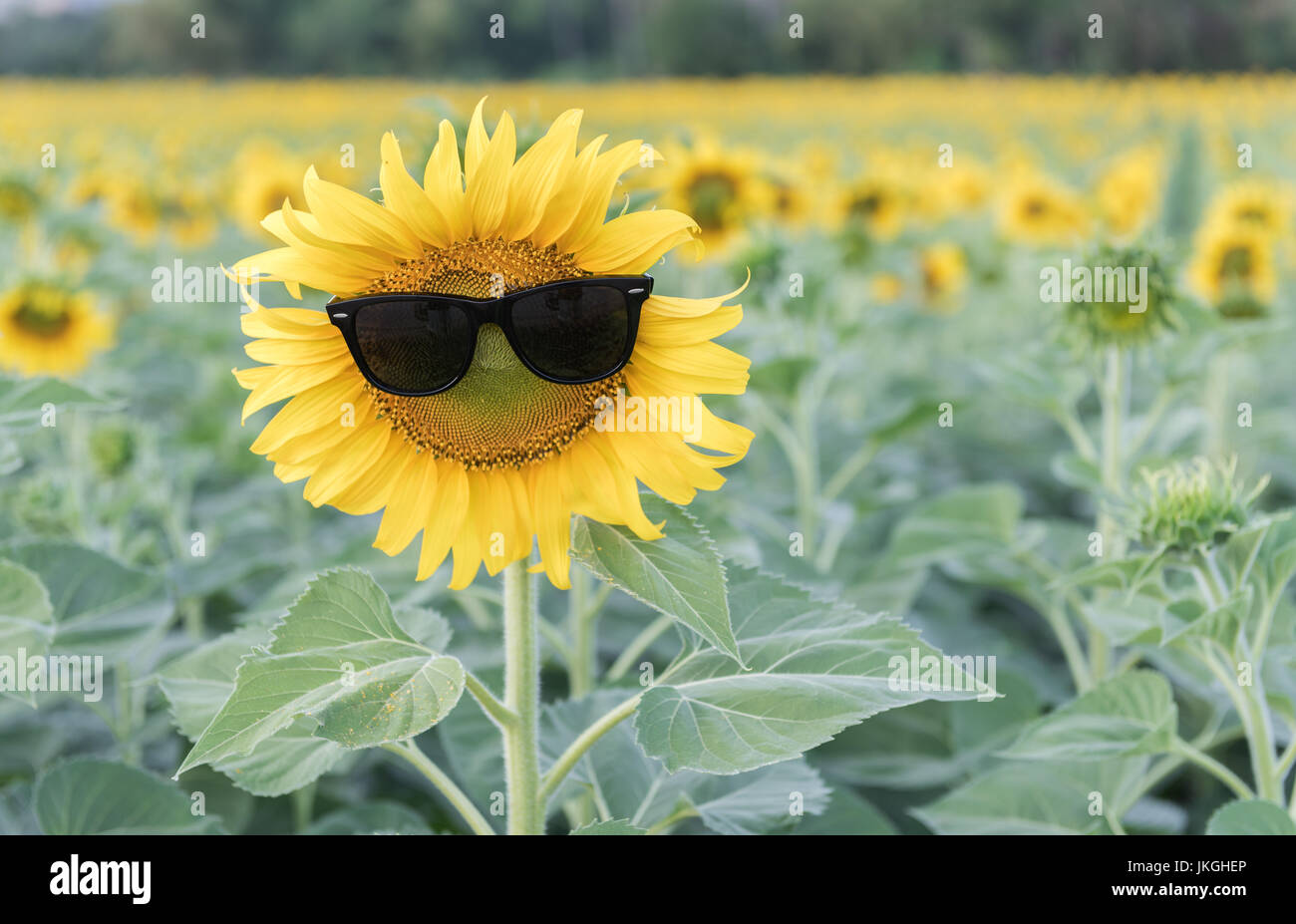 Funny sunflower with sunglasses hi-res stock photography and images - Alamy