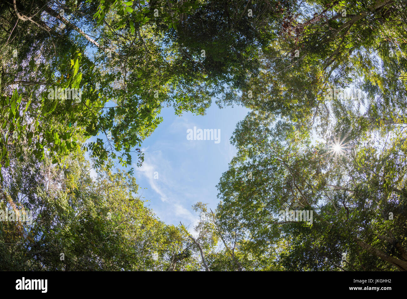 canopy tree of Mixed Deciduous Forest in Thailand, take picture from ...
