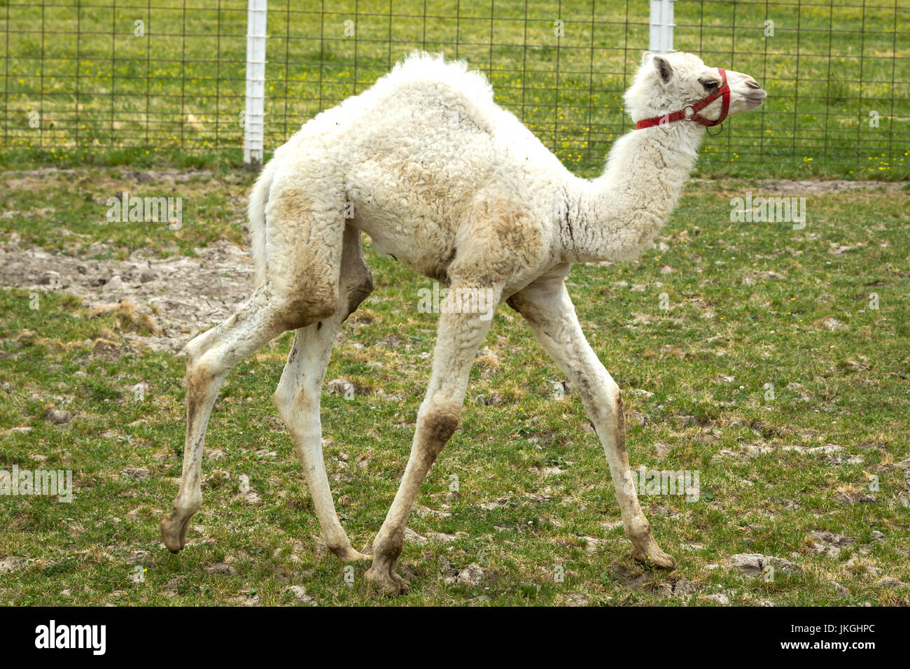 Small Camel High Resolution Stock Photography and Images - Alamy