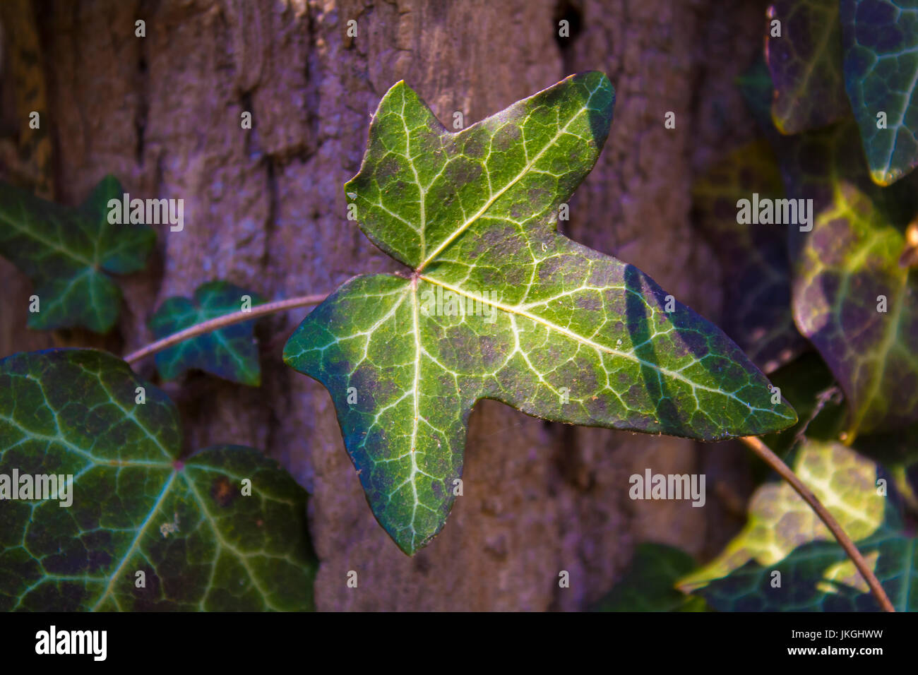 Poison Ivy growing on the tree in the wild Stock Photo - Alamy