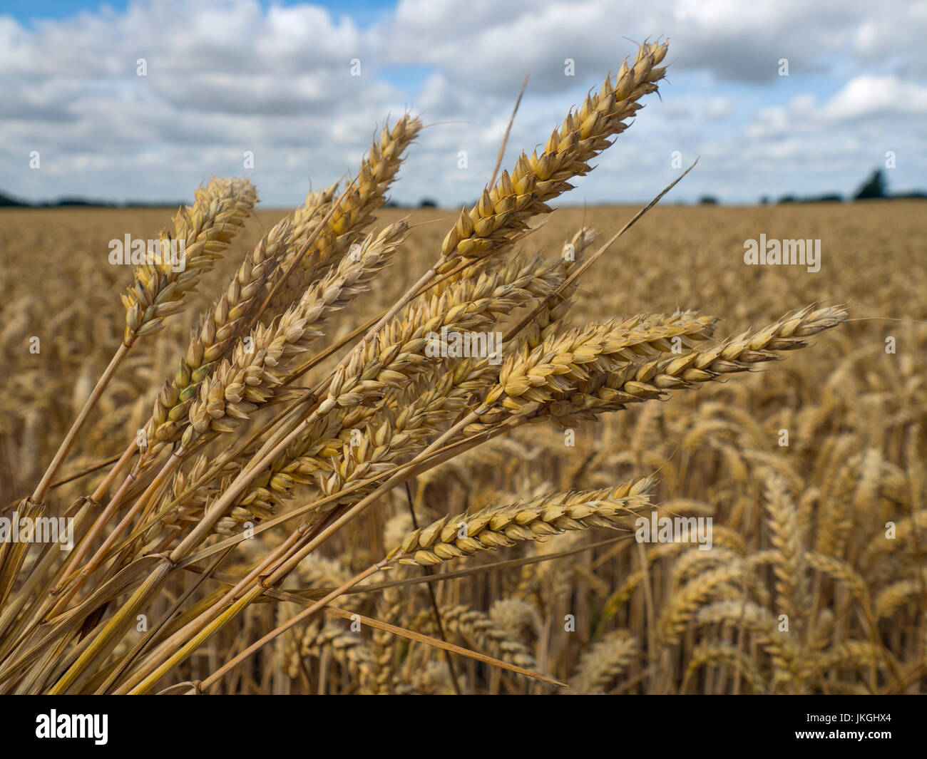 Wheat crop at Harvest time Norfolk August Stock Photo - Alamy