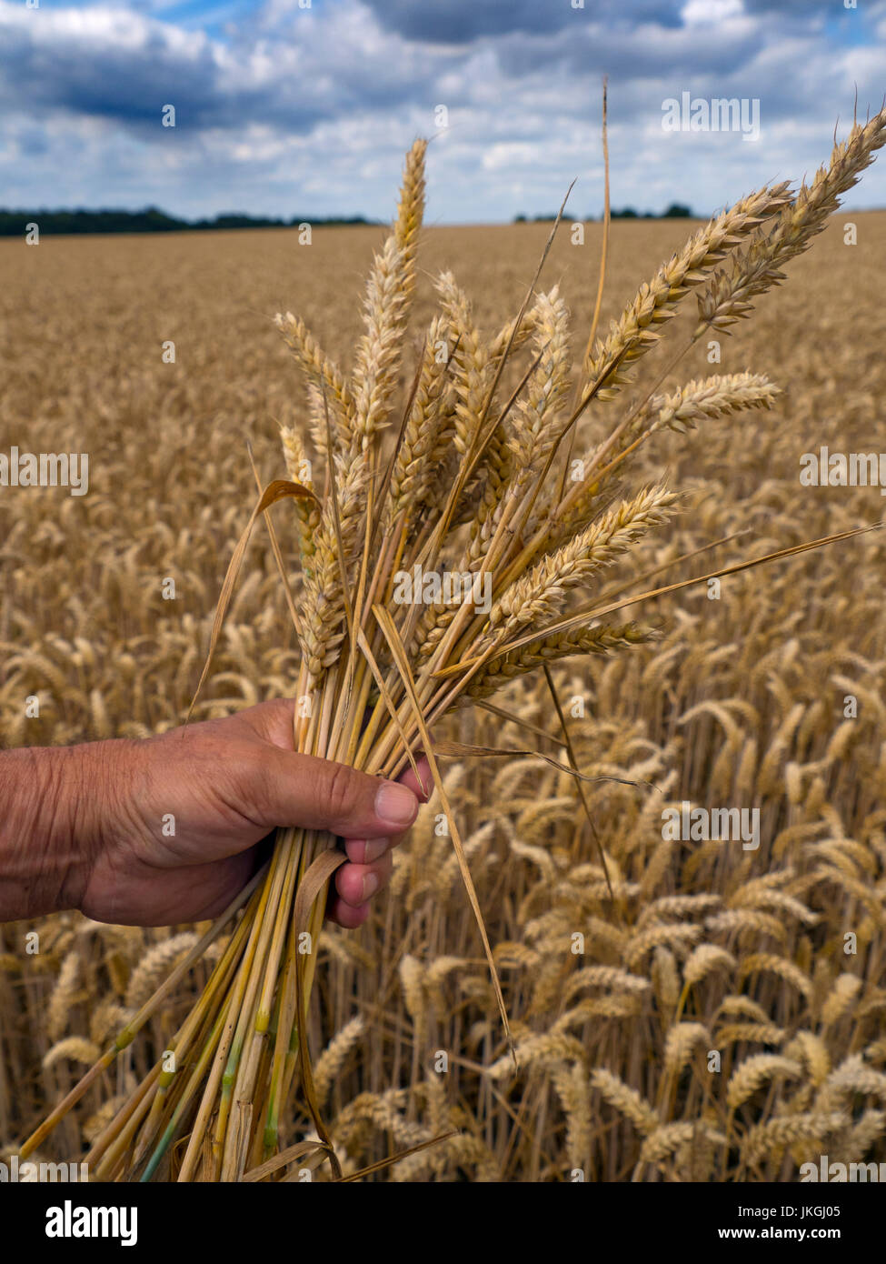 Arable crops hi-res stock photography and images - Alamy