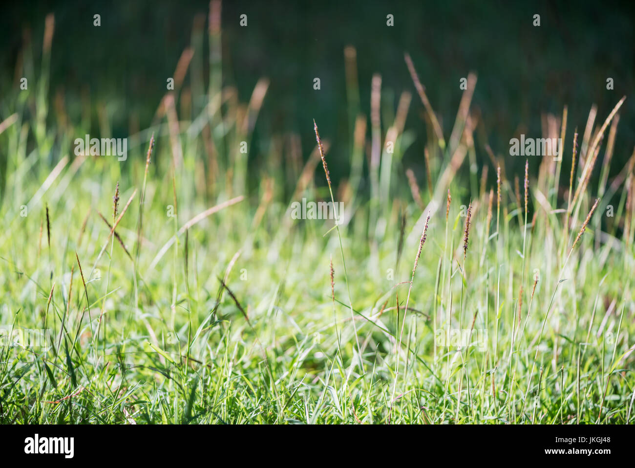 Grass low angle hi-res stock photography and images - Alamy