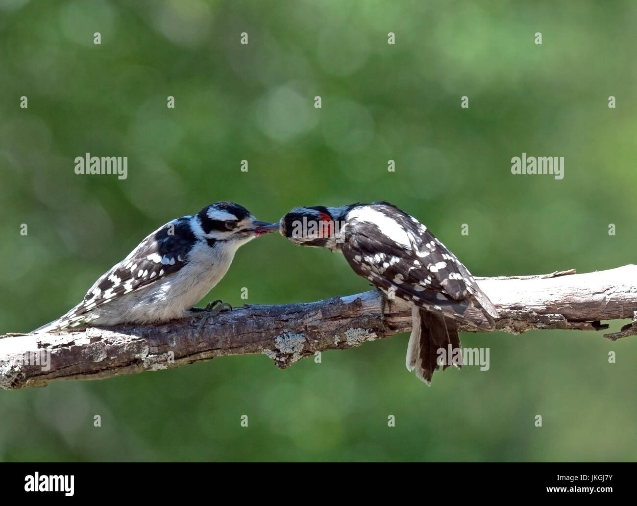 Downy woodpecker feeds fledgling Stock Photo - Alamy