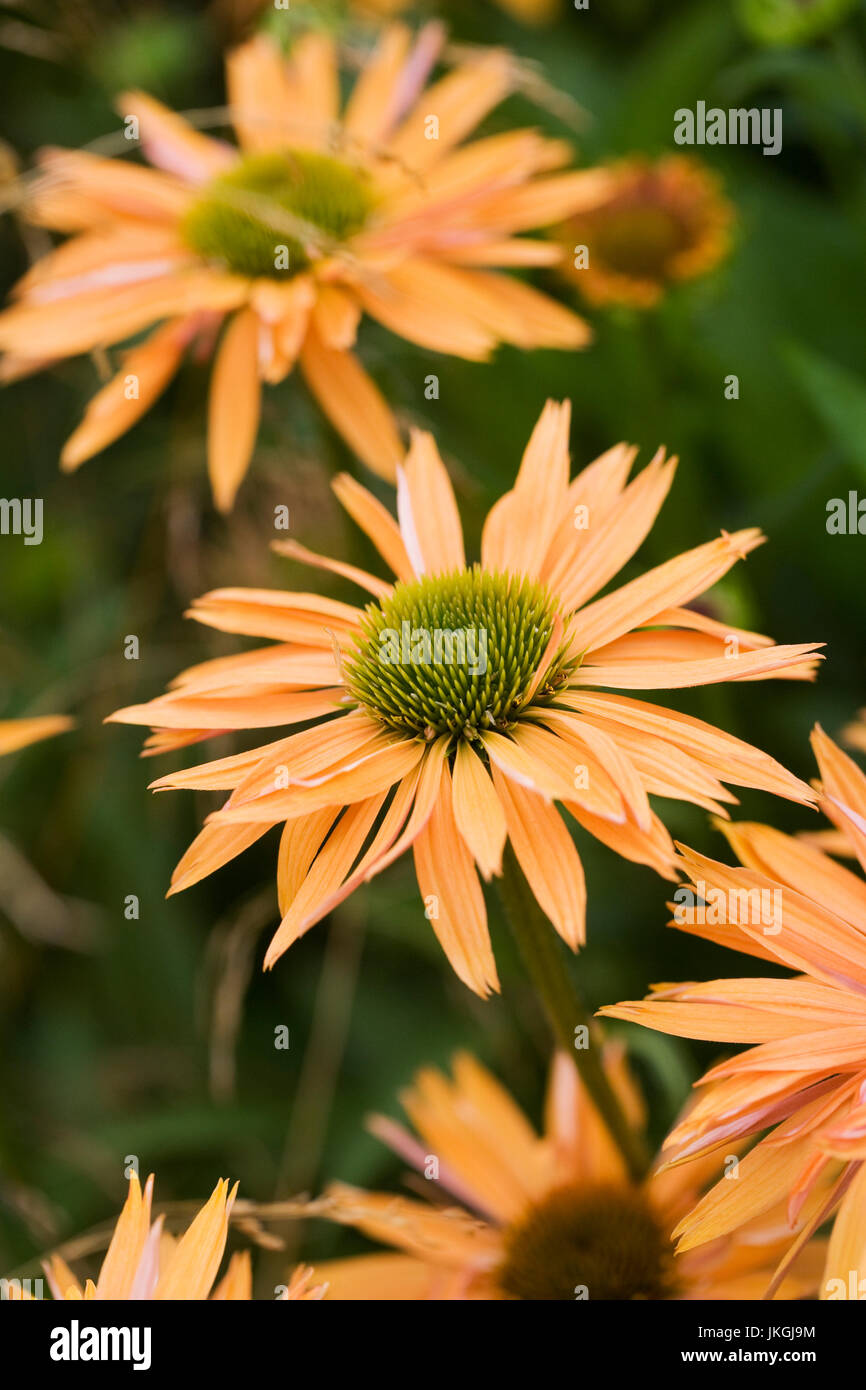 Big petal flowers hi-res stock photography and images - Alamy